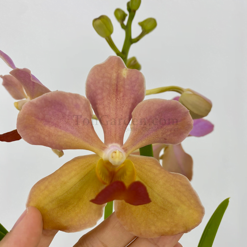 Papilionanda Tan Chay Yan - Toh Garden : Singapore Orchid Plant ...