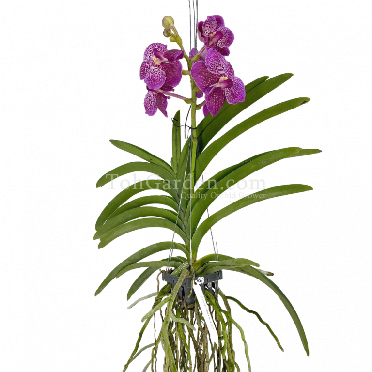 Vanda Dr. Anek x Bitz's heartthrob - Toh Garden : Singapore Orchid ...