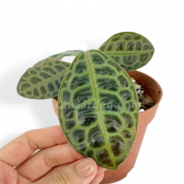 Labisia turtle back - Toh Garden : Singapore Orchid Plant & Flower Grower