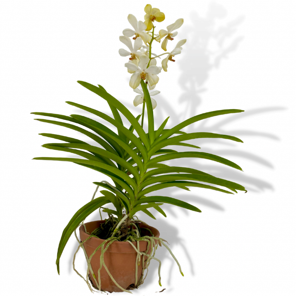 Aranda Jitti Gold 'White' - Toh Garden : Singapore Orchid Plant ...
