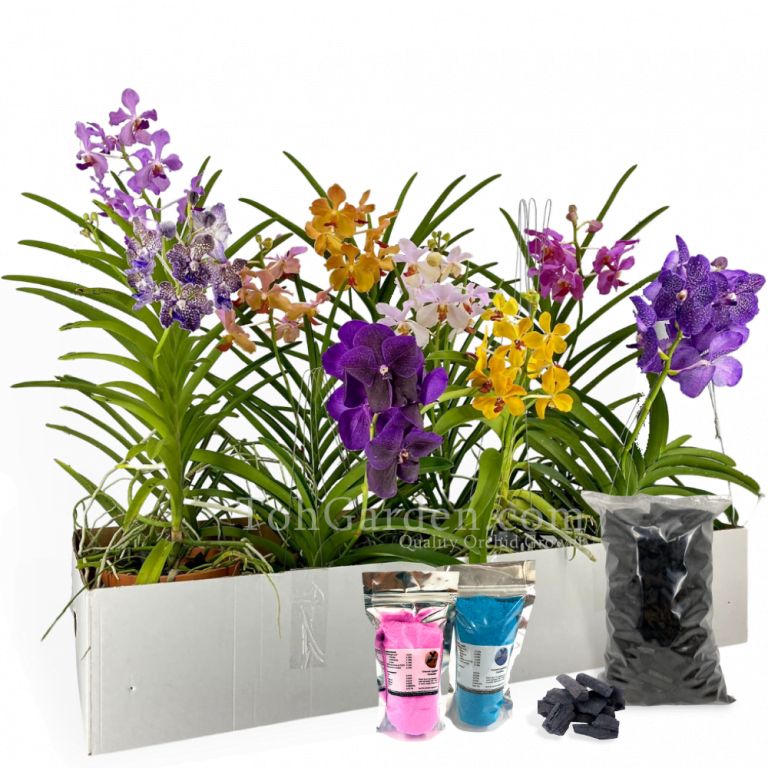Mix Vanda Bundle (Free fertilizers / Hardwood Charcoal) - Toh Garden ...
