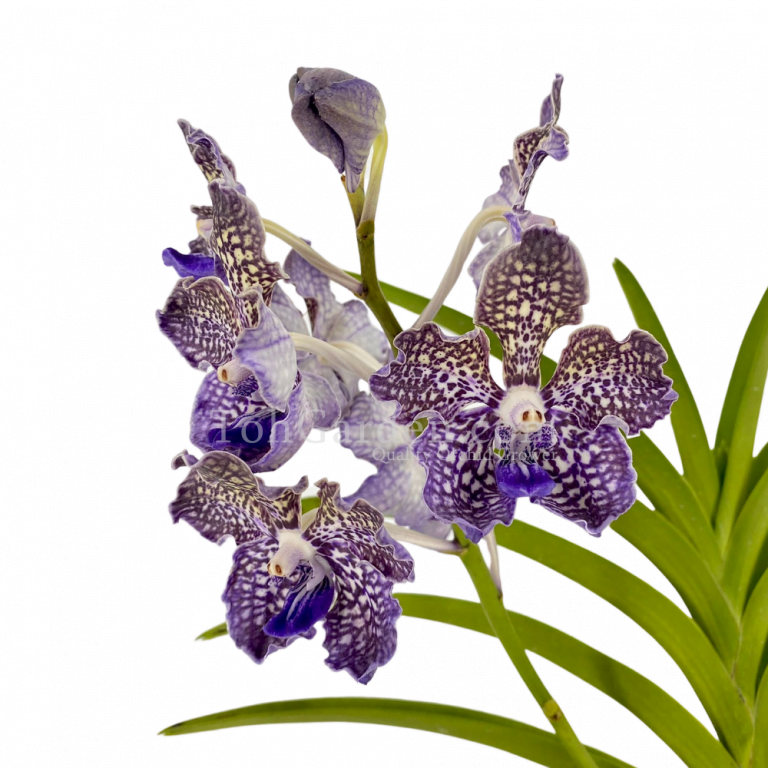 Vanda Mimi Palmer Hybrid - Toh Garden : Singapore Orchid Plant & Flower ...