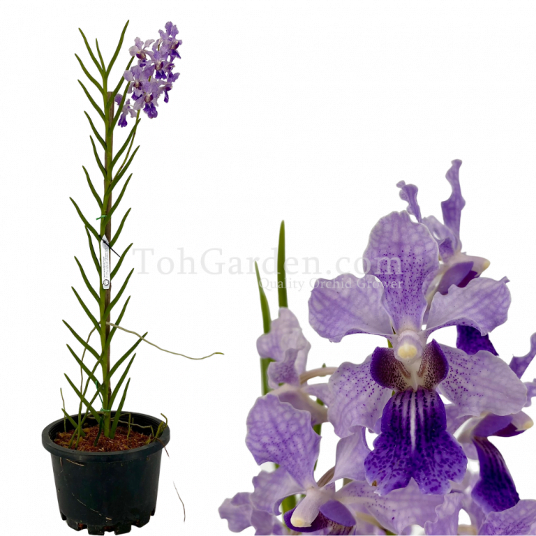 Papilionanda Archives - Toh Garden