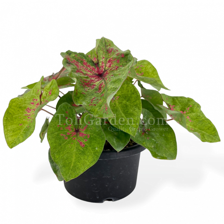 Caladium Fire Chief - Toh Garden : Singapore Orchid Plant & Flower Grower