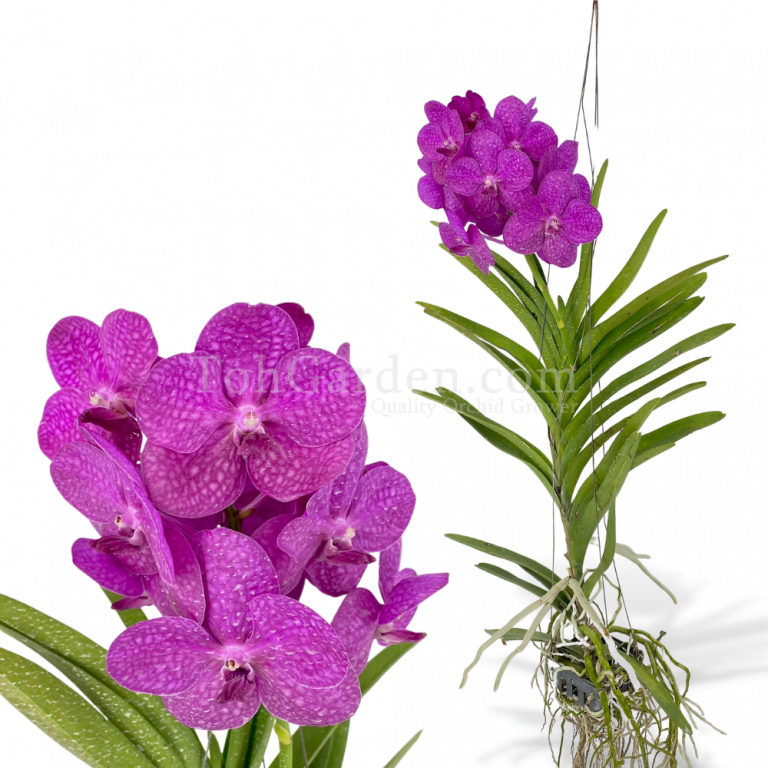 Vanda Princess Mikasa - Toh Garden : Singapore Orchid Plant & Flower Grower