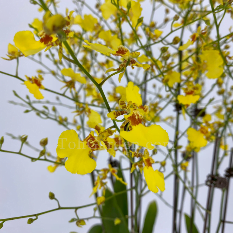 Oncidium Golden Shower Arrangement 8 in 1 - Toh Garden : Singapore Orchid Plant & Flower Grower