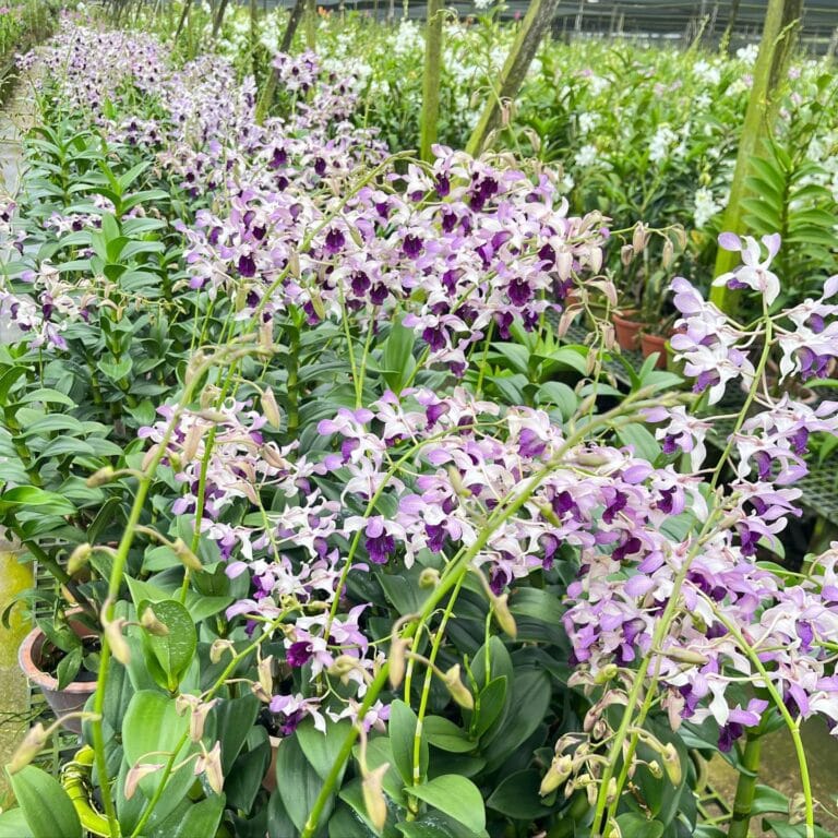 Dendrobium Serene Chang "Blue" (2007) - Toh Garden : Singapore Orchid ...