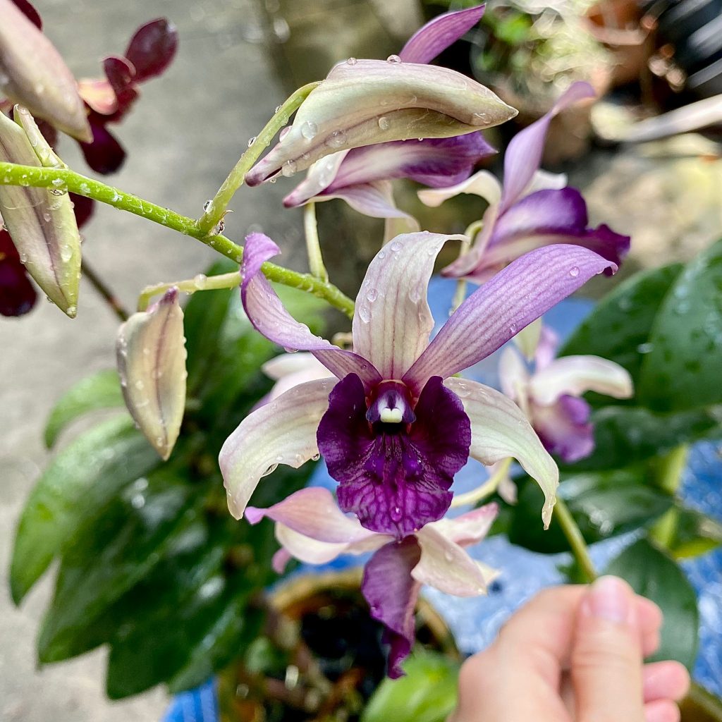 Dendrobium Serene Chang "Blue" (2007) - Toh Garden : Singapore Orchid ...