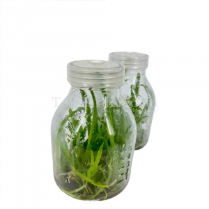 Orchid Flasks Archives - Toh Garden