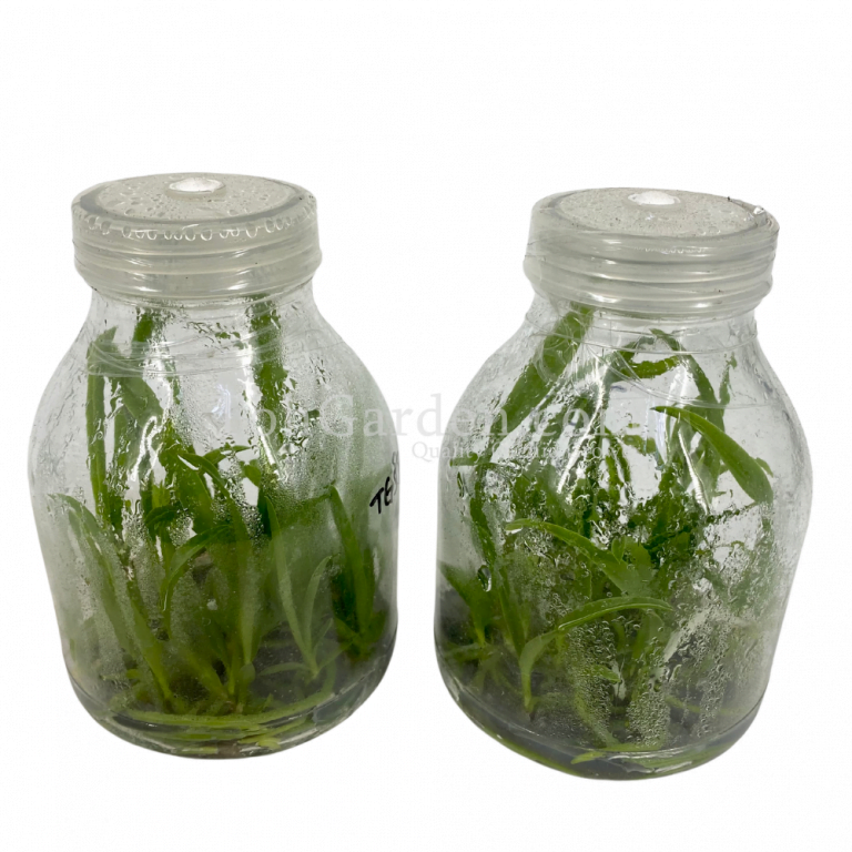 Orchid Flask - TGSP - Toh Garden : Singapore Orchid Plant & Flower Grower