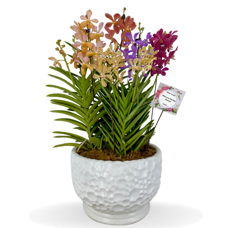 Mix Aranda in Sagrada Familia Fiberglass Pot - Toh Garden : Singapore ...