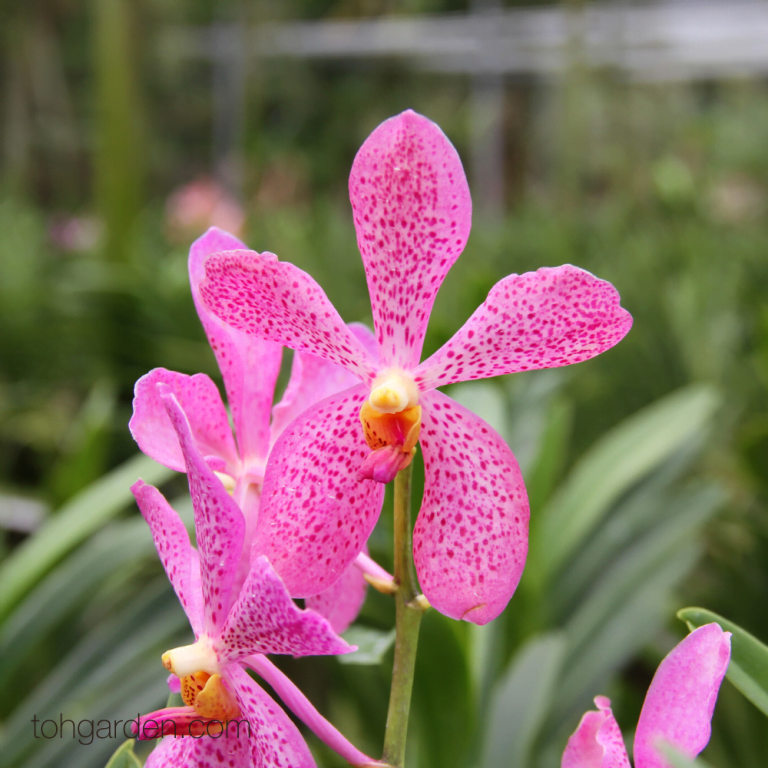 Aranda Chark Kuan ‘Pink’ - Toh Garden : Singapore Orchid Plant & Flower ...