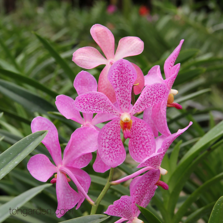 Aranda Chark Kuan ‘Pink’ - Toh Garden : Singapore Orchid Plant & Flower ...
