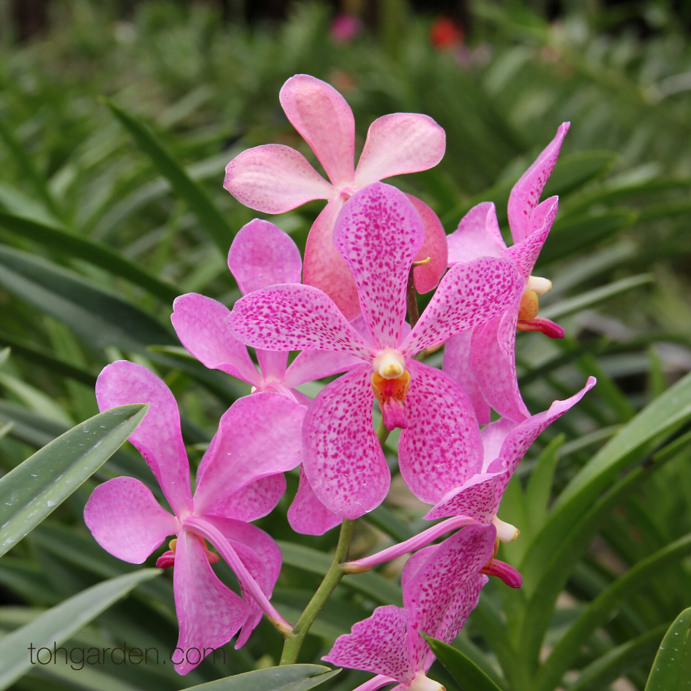 Aranda Chark Kuan ‘Pink’ - Toh Garden : Singapore Orchid Plant & Flower ...