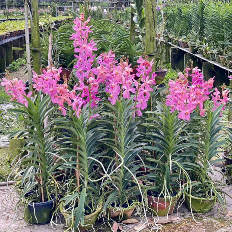 Aranda Chark Kuan ‘Pink’ - Toh Garden : Singapore Orchid Plant & Flower ...