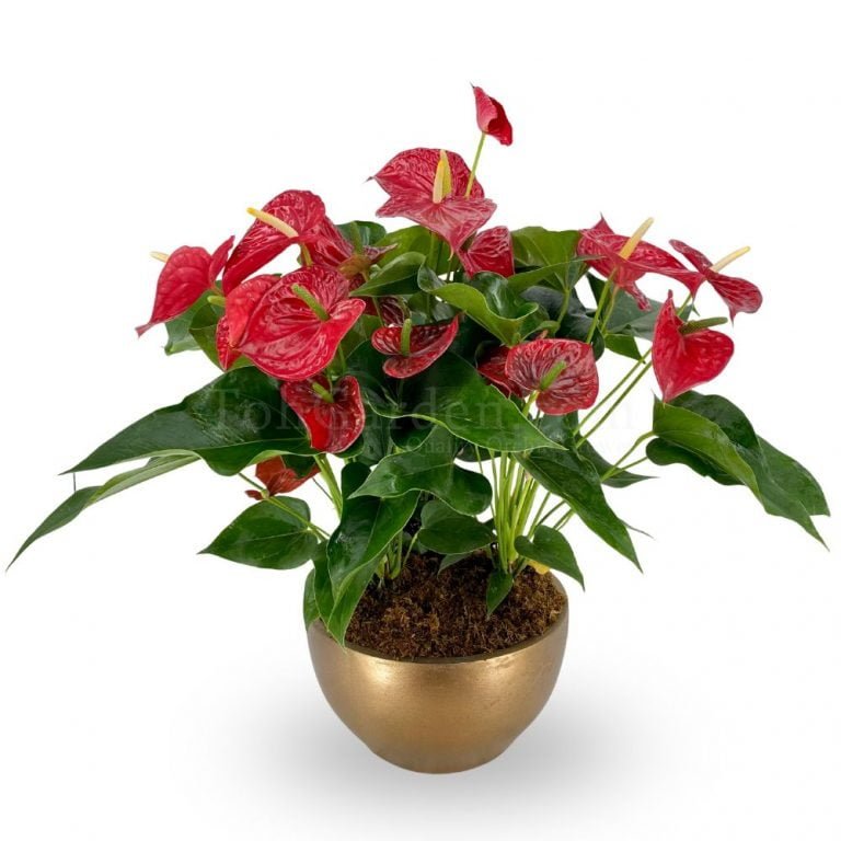 Anthurium Michigan in Gold Bowlry (3 in 1) - Toh Garden : Singapore ...