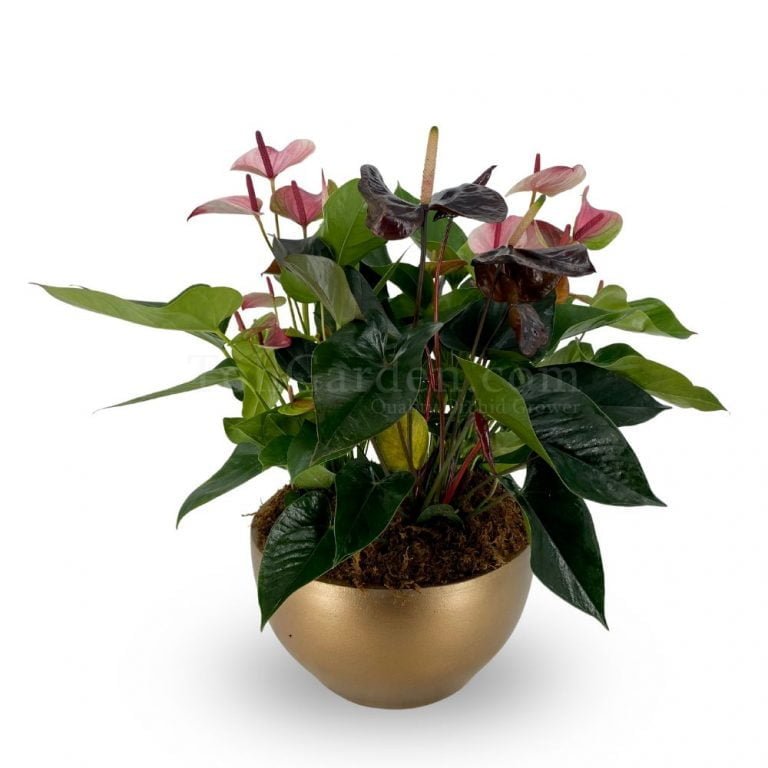 Anthurium Mistique in Gold Bowlry - Toh Garden : Singapore Orchid Plant ...