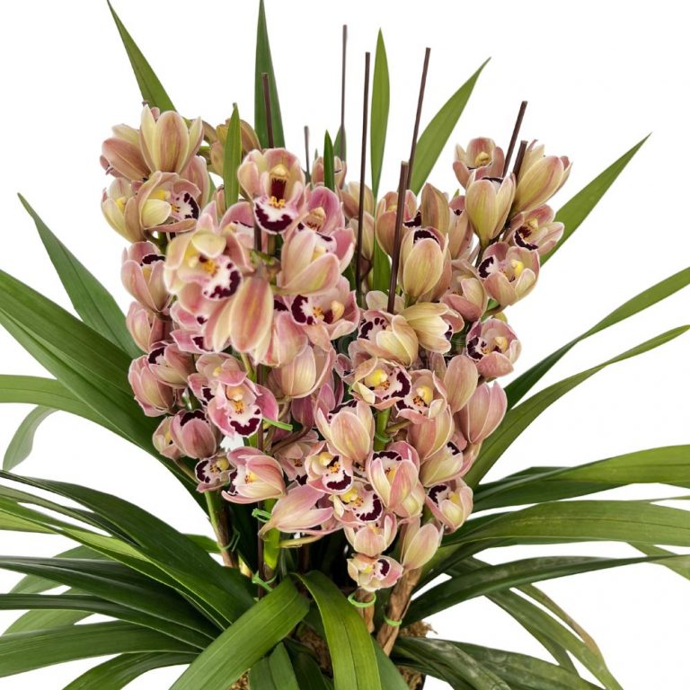 Cymbidium Multiflora in Black Ceramic - Toh Garden : Singapore Orchid ...