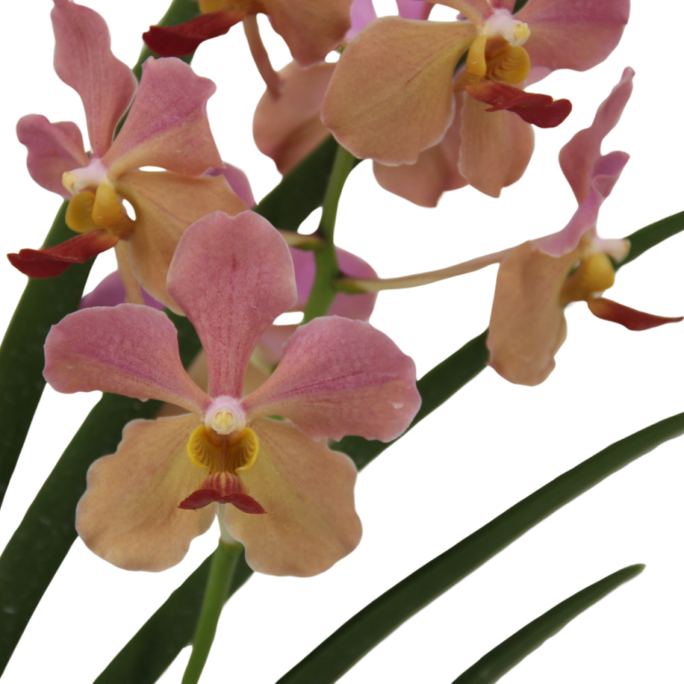 Papilionanda Archives - Toh Garden