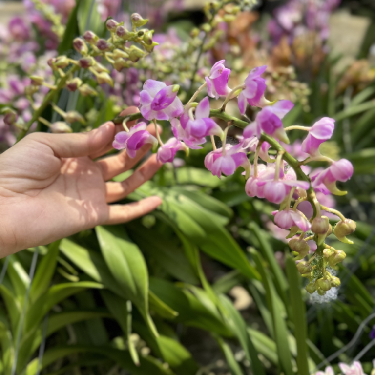 Aerides Orchids - Toh Garden : Singapore Orchid Plant & Flower Grower