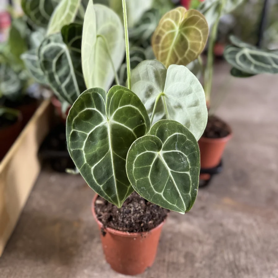 Anthurium Clarinervium - Toh Garden : Singapore Orchid Plant & Flower ...