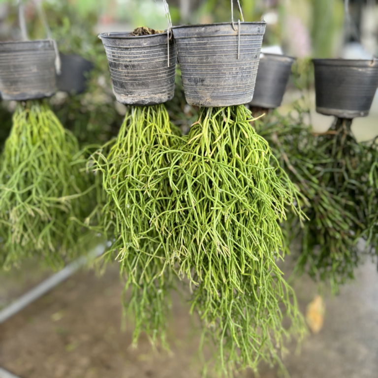 Rhipsalis (Hatiora) salicornioides (Dancing Bones Cactus) - Toh Garden ...