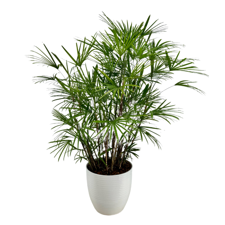 Lady Palm (Rhapis Multifida 100cm) - Toh Garden : Singapore Orchid ...