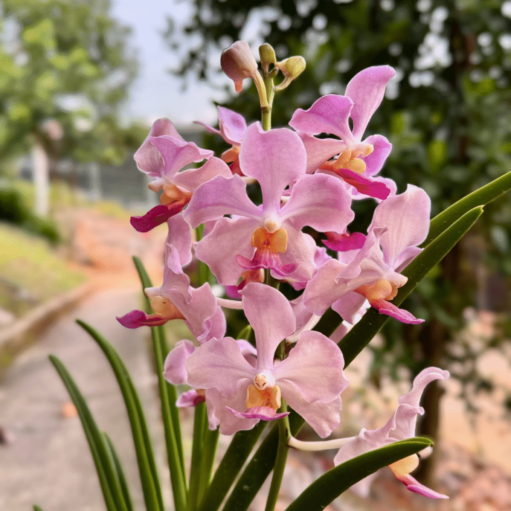 Vanchoanthe Vincent Chia - Toh Garden : Singapore Orchid Plant & Flower ...
